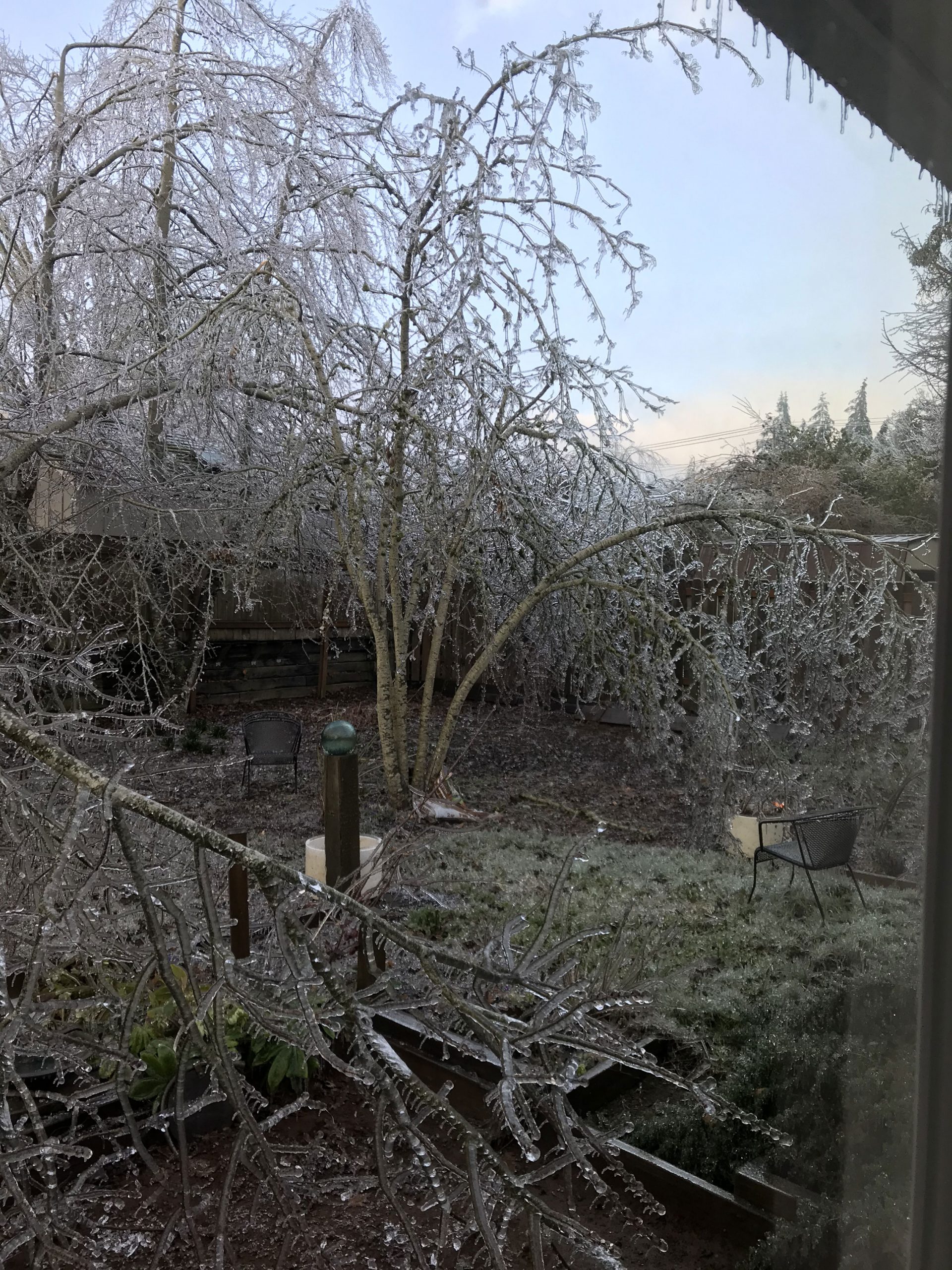 Ice-bending-maple-and-ash-d – Liz Hartley